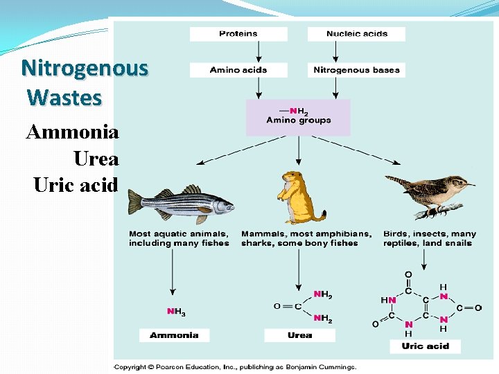 UNIVERSITY OF BASRAH COLLEGE OF AGRICULTURE DEPARTMENT OF