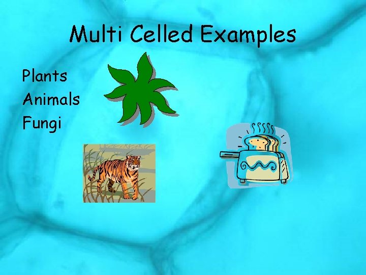 Multi and Single Celled Organisms Essential Questions What