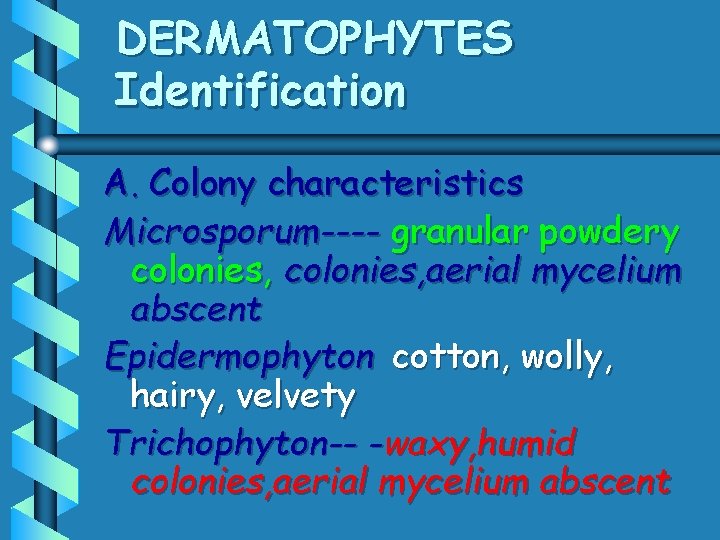 SUPERFICIAL MYCOSES b Dermatophytosis b Pityriasis versicolor b