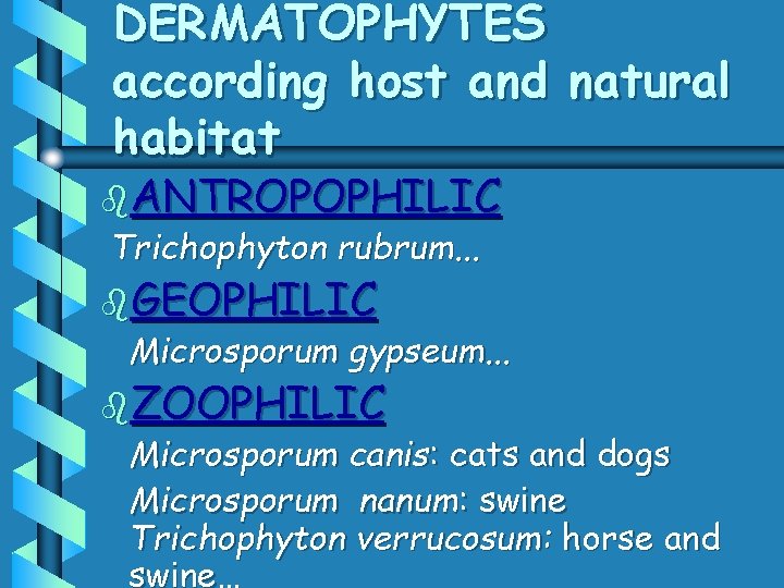 SUPERFICIAL MYCOSES b Dermatophytosis b Pityriasis versicolor b