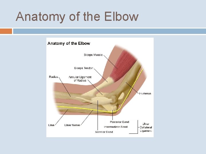 ULNAR COLLATERAL LIGAMENT OF THE ELBOW Jacob Kotlicky