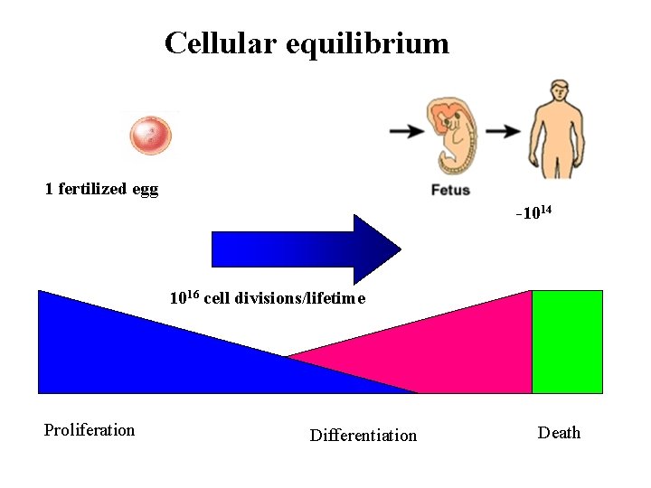 Chapter 14 Cell Differentiation 2016 Introduction cell numbers