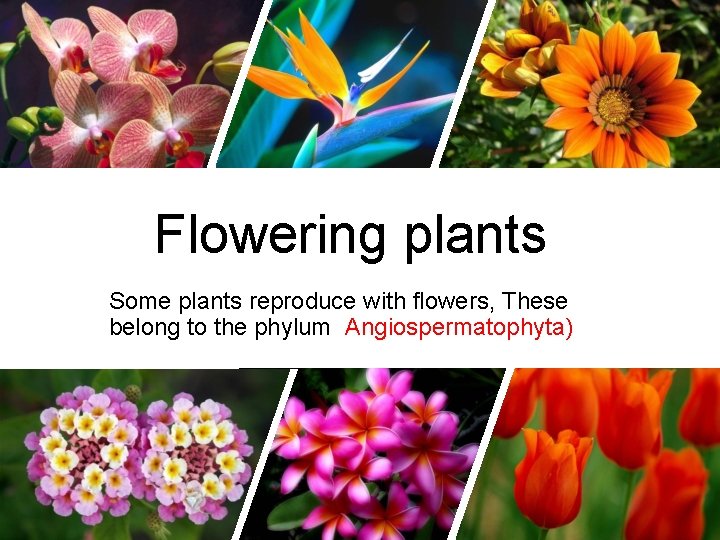 Flower structure Use the scaffolded notes Plant phyla