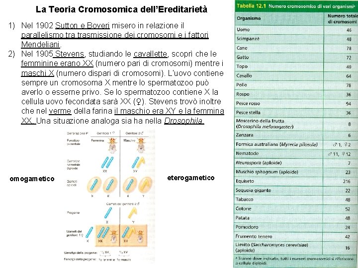 La Teoria Cromosomica dellEreditariet 1 Nel 1902 Sutton
