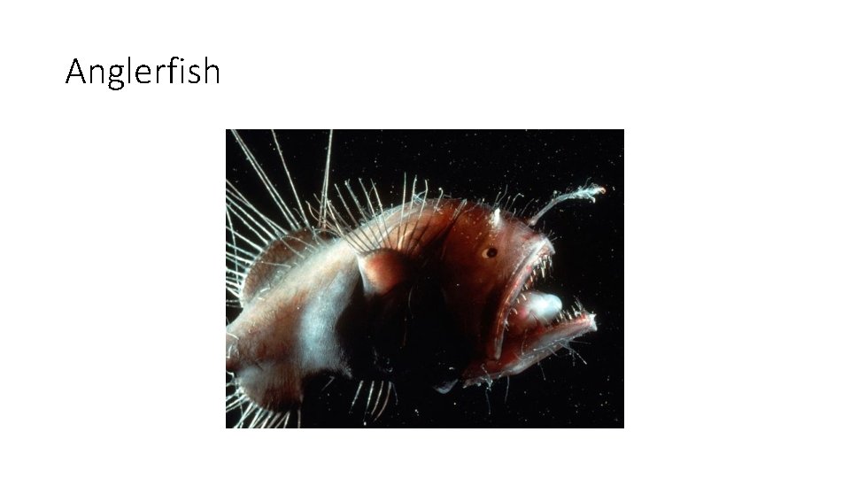 Ocean Life Austin Massey Content Barrel Sea Sponge