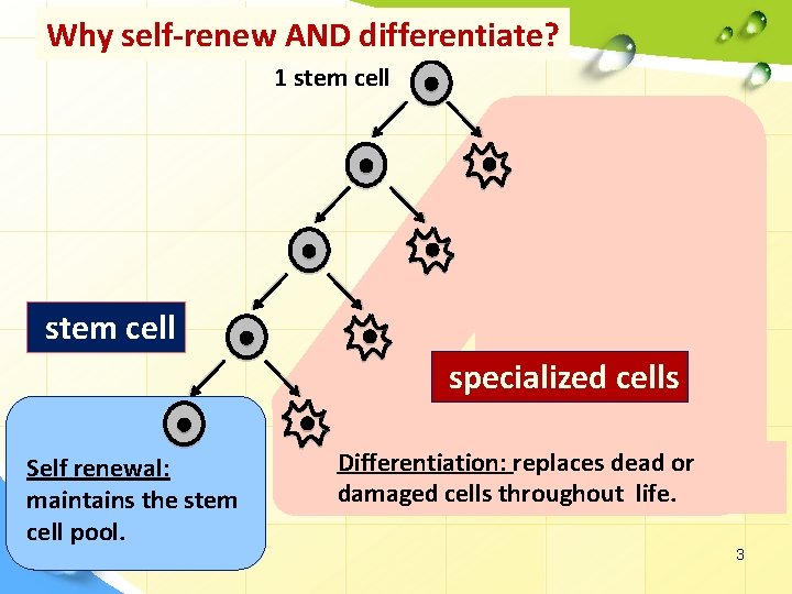 First Year Molecular Biology Lecture 9 51 slides