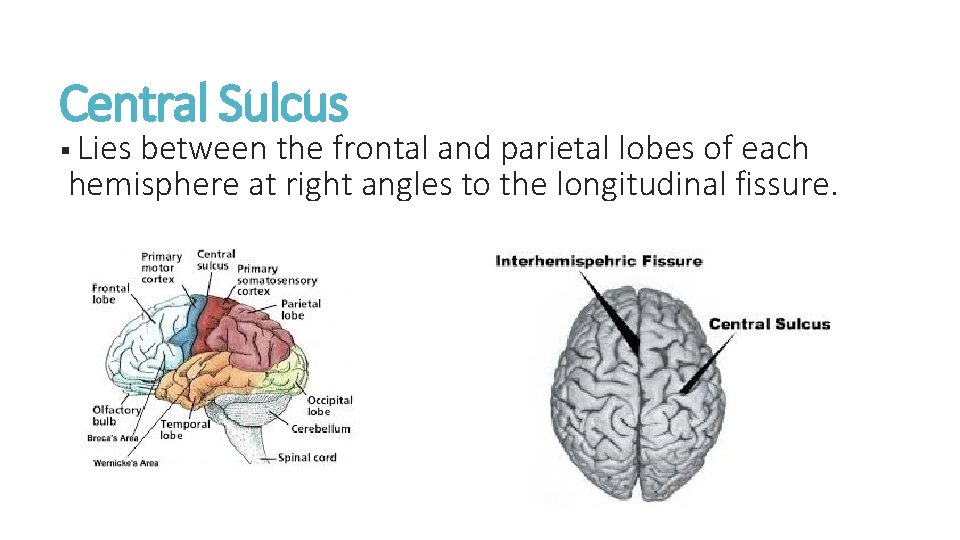 Cerebral Cortex and Associated Structures HCS 2050 SLO