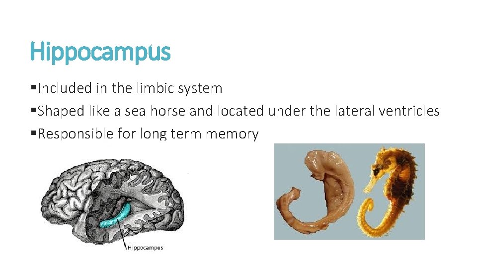 Cerebral Cortex and Associated Structures HCS 2050 SLO