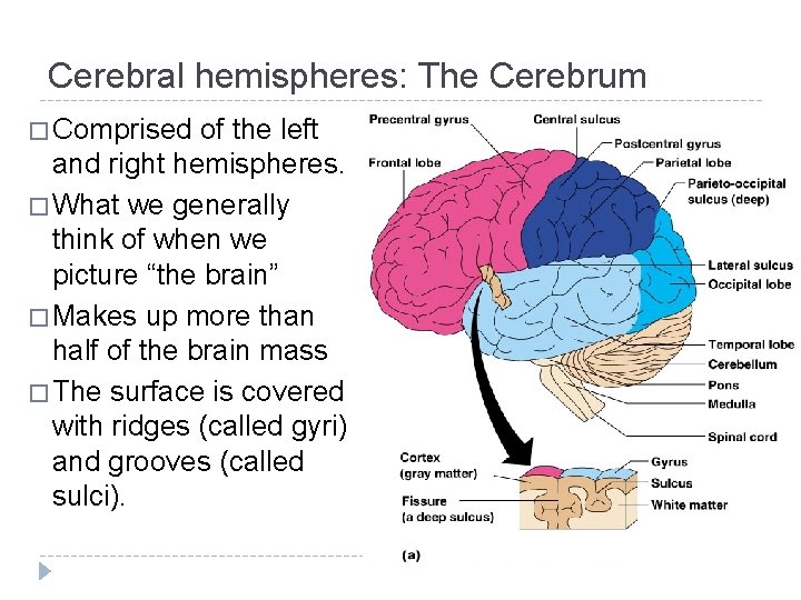 Your Brain Ms Clark PVMHS 2015 The neuron