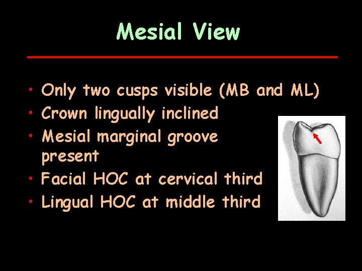 Permanent Mandibular Molars Introduction Larger than the premolars