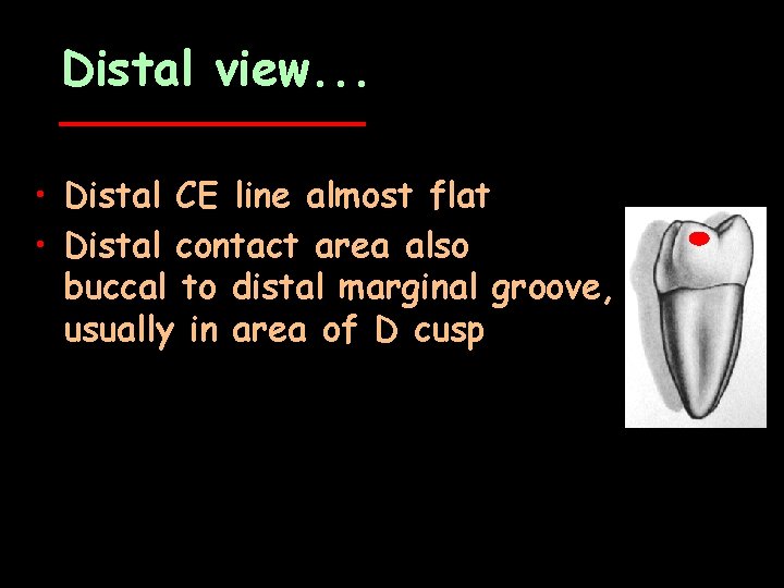 Permanent Mandibular Molars Introduction Larger than the premolars