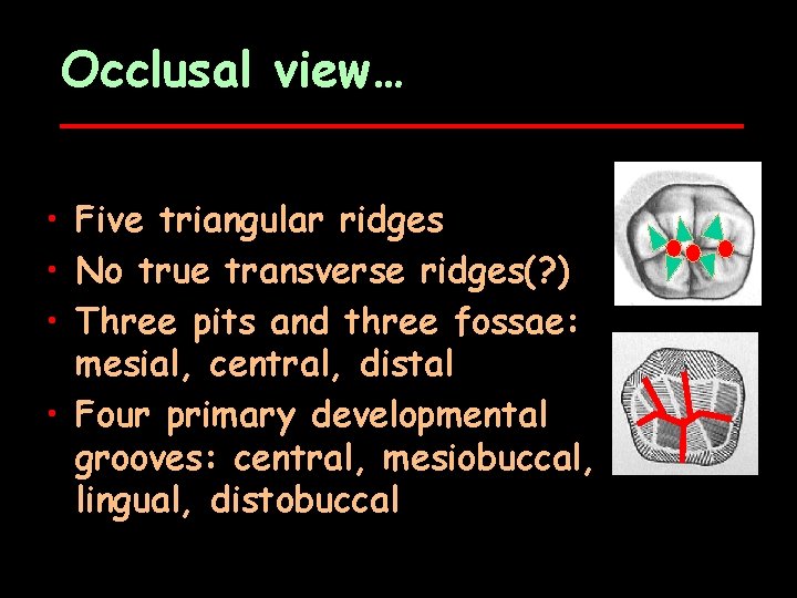Permanent Mandibular Molars Introduction Larger than the premolars