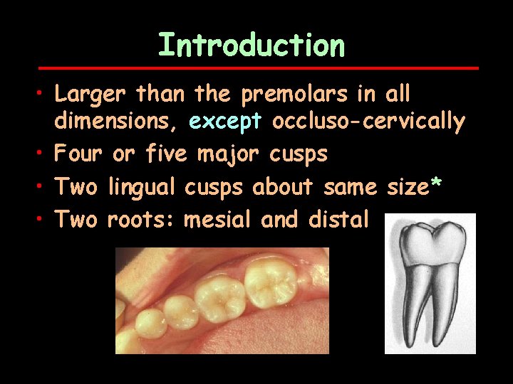 Permanent Mandibular Molars Introduction Larger than the premolars