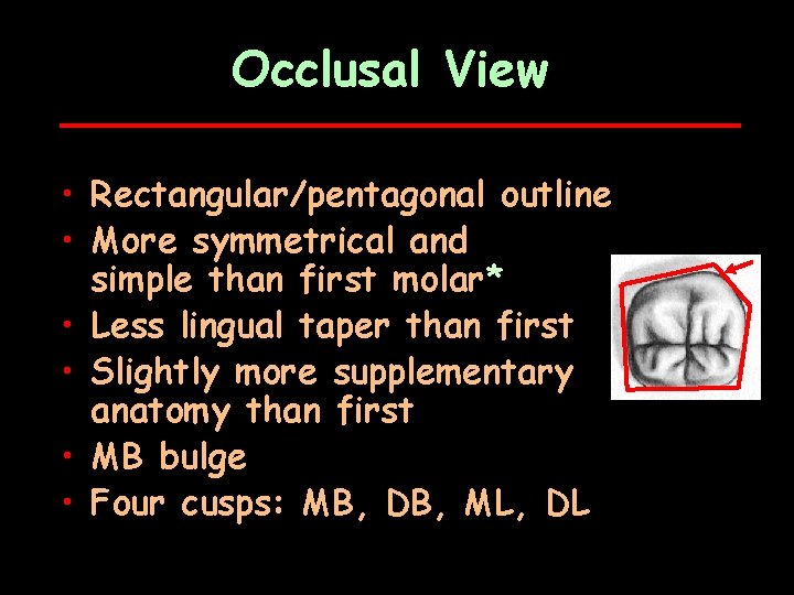 Permanent Mandibular Molars Introduction Larger than the premolars