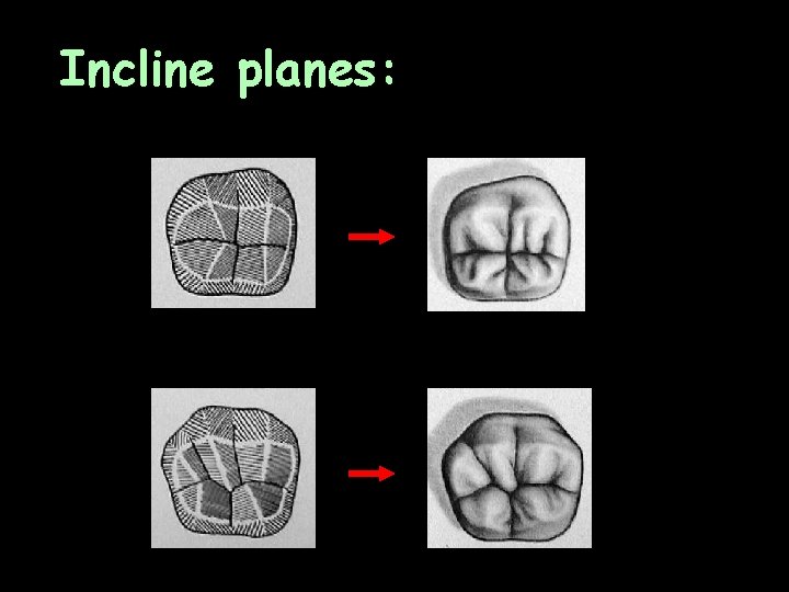 Permanent Mandibular Molars Introduction Larger than the premolars