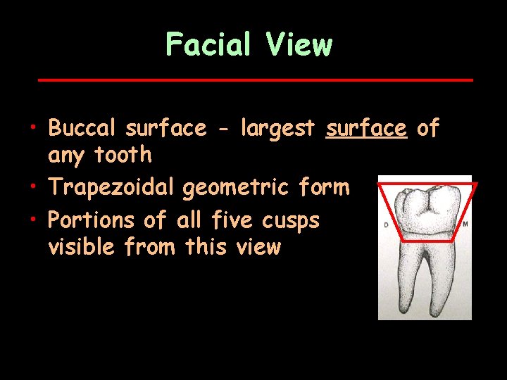 Permanent Mandibular Molars Introduction Larger than the premolars