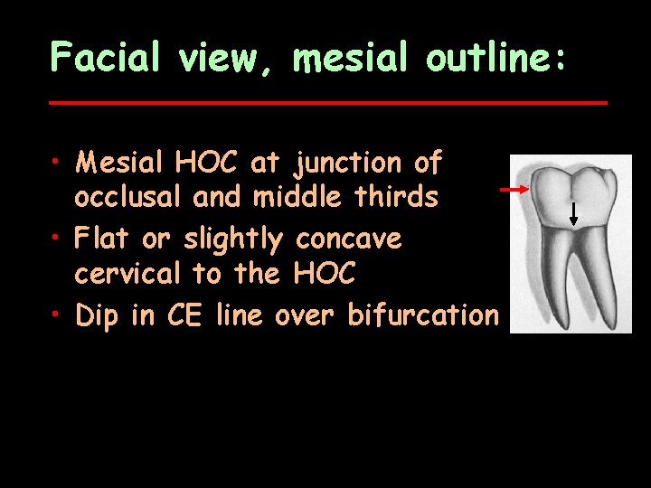 Permanent Mandibular Molars Introduction Larger than the premolars
