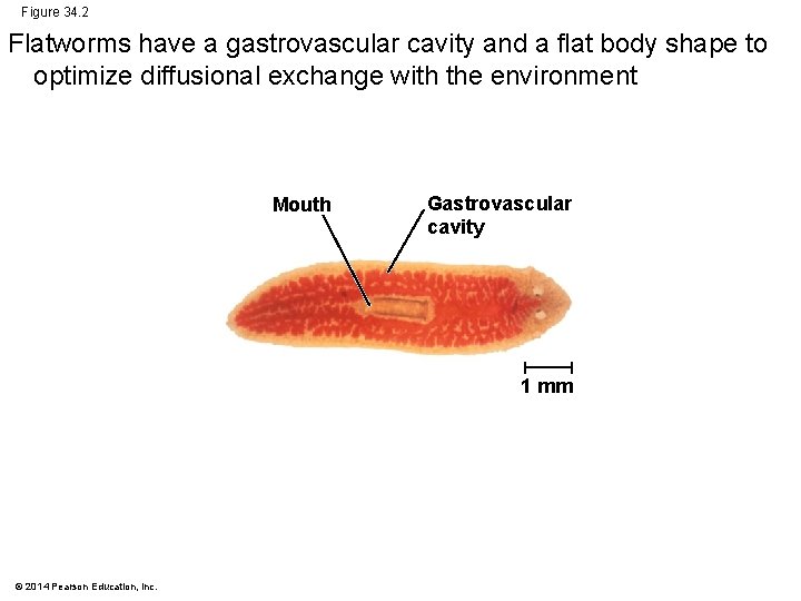 CAMPBELL BIOLOGY IN FOCUS Urry Cain Wasserman Minorsky