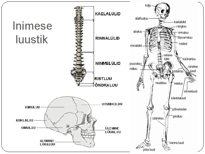 Inimese luustik Koostas Leelo Lusik Are PK 2014