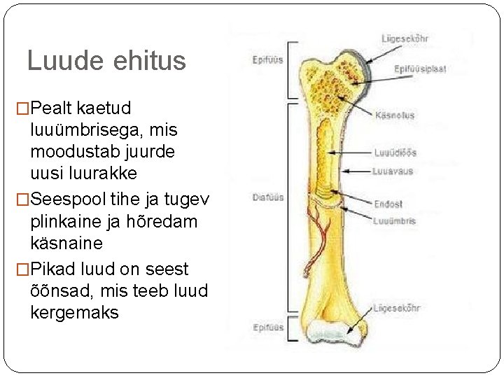 Inimese luustik Koostas Leelo Lusik Are PK 2014