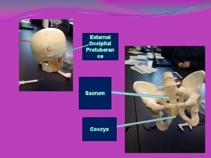 Bone Detectives Skeleton C Introduction ZackRecently we have