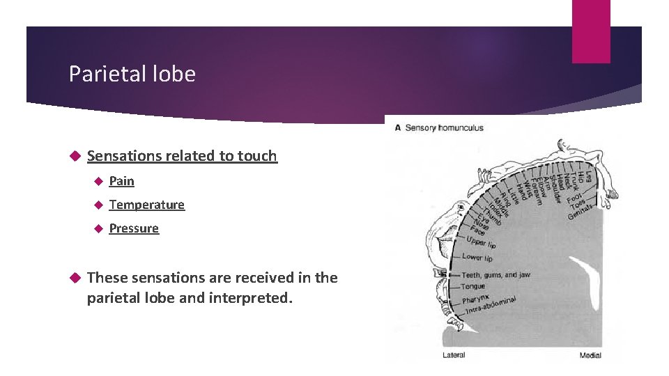 Nervous system What do these four celebrities have