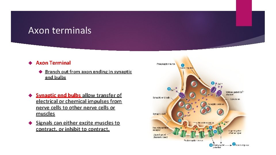 Nervous system What do these four celebrities have