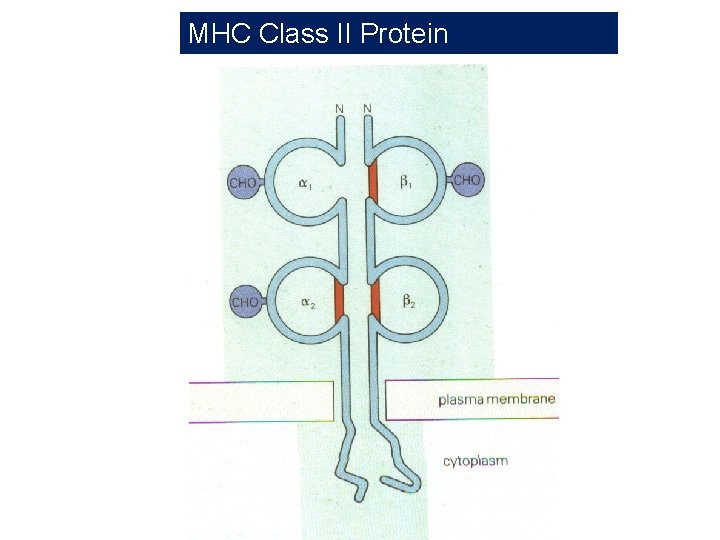 Immunology of transplantation Major Histocompatability Complex and ...