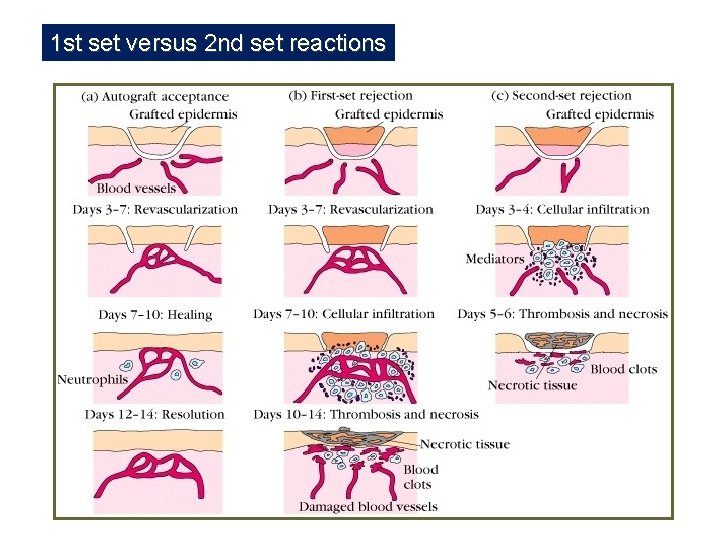 Immunology of transplantation Major Histocompatability Complex and ...