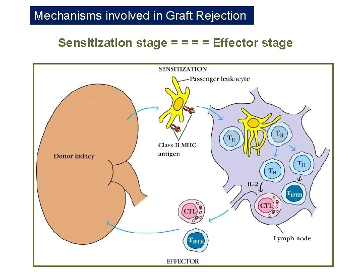 Immunology of transplantation Major Histocompatability Complex and ...
