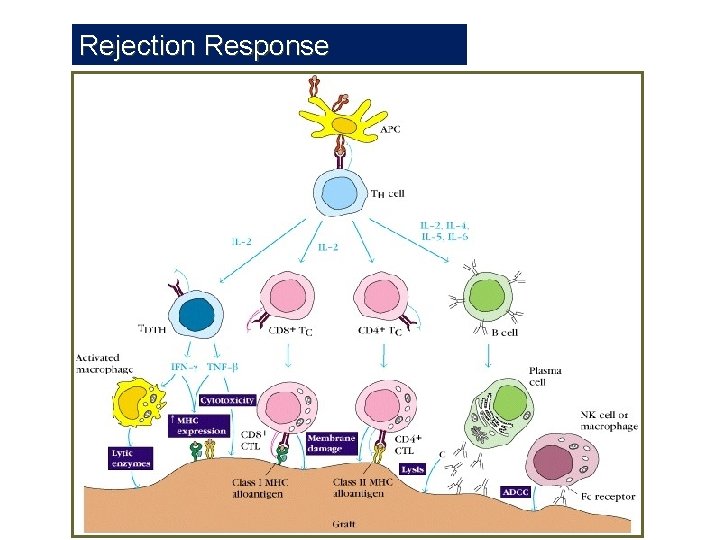 Immunology of transplantation Major Histocompatability Complex and ...