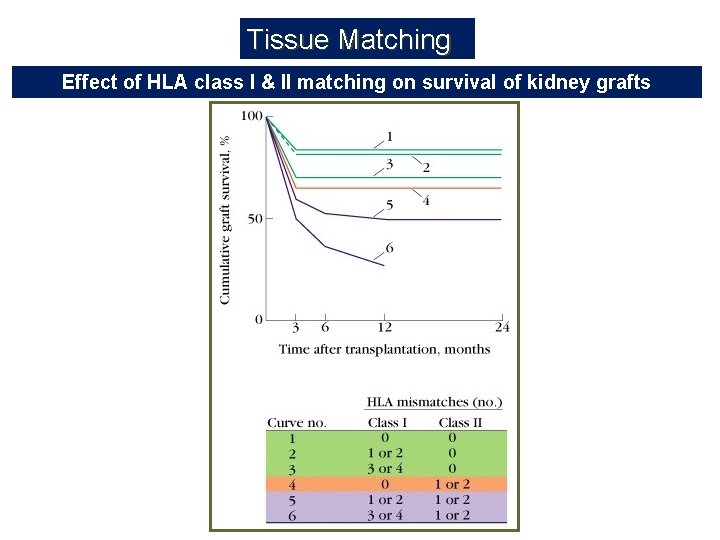 Immunology of transplantation Major Histocompatability Complex and ...