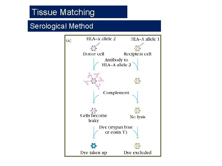 Immunology of transplantation Major Histocompatability Complex and ...