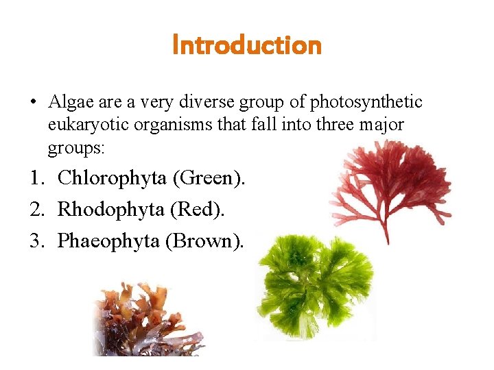 Marine Biotechnology Lab Algal Culture Media Lab 1