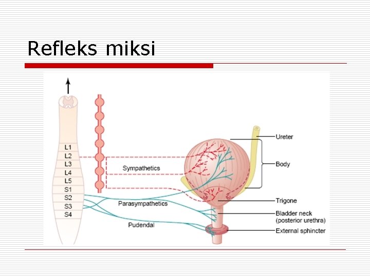 Fisiologi Ginjal System urinary dr Bambang Purwanto M