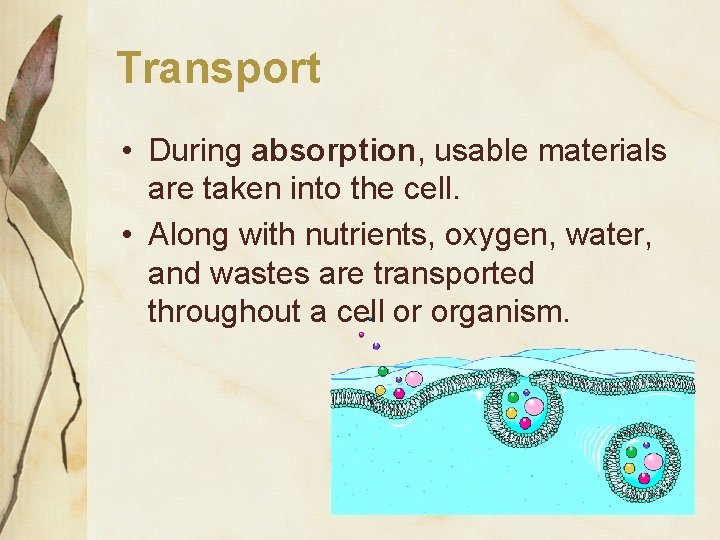 Characteristics of Living Things Life Functions The processes