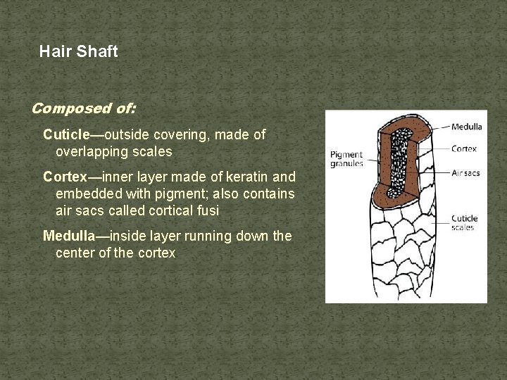 Hair Forensic Objectives 1 Introduction 2 Hair structure