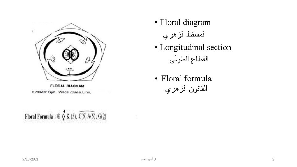 Subclass Metachlamydeae Order contortae Family Apocynaceae Genes Vinca