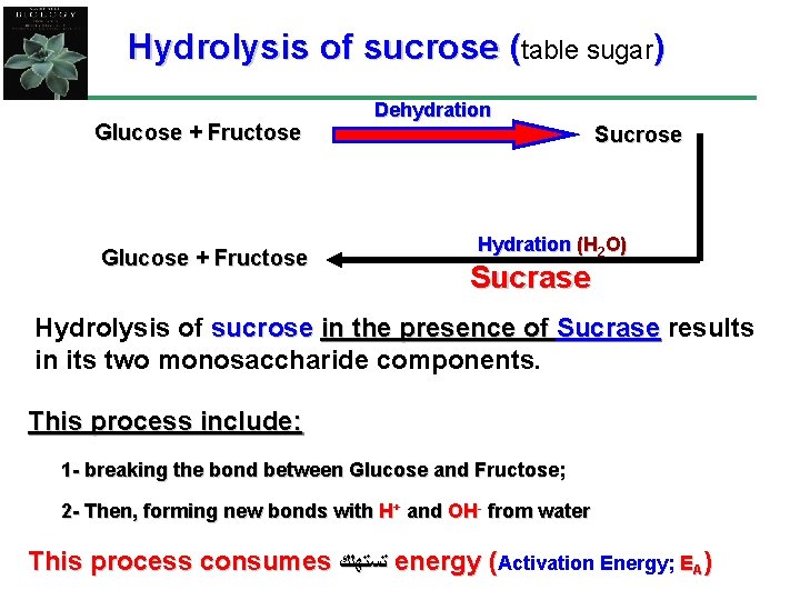 AN INTRODUCTION TO METABOLISM Section B Enzymes 1