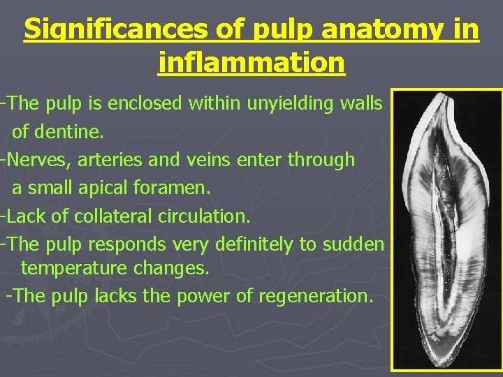 Delicate Normal pulp connective tissue with tiny blood