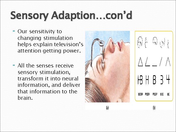 Sensation Objectives 34 Annette Archer Darlene Rucker Darius