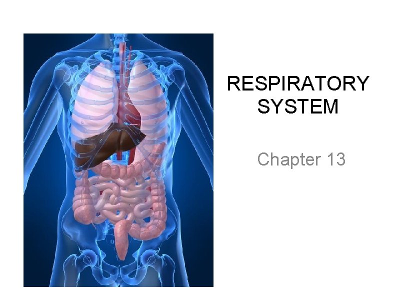 RESPIRATORY SYSTEM Chapter 13 PRIMARY FUNCTIONS Exchange gases