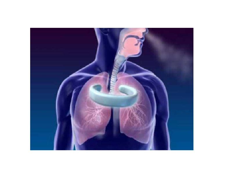 RESPIRATORY SYSTEM Chapter 13 PRIMARY FUNCTIONS Exchange gases