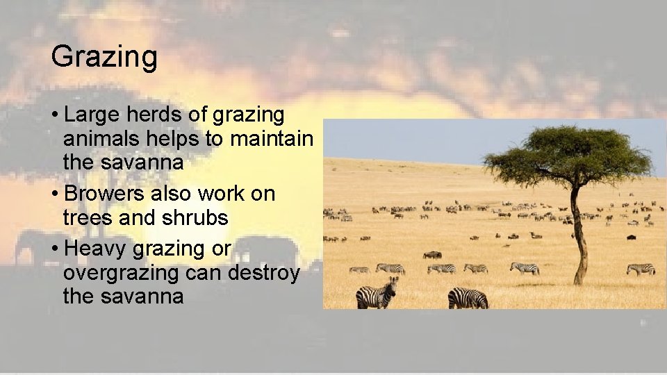 Tropical Savannas Animals Their Environment 2015 General Overview