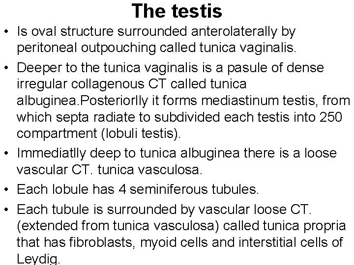 The testis Is oval structure surrounded anterolaterally by