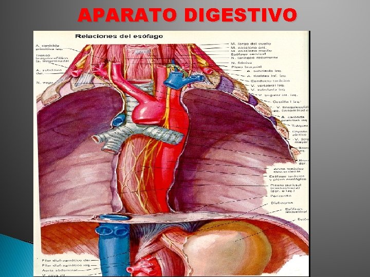 APARATO DIGESTIVO ESOFAGO Desde C 6 hasta T