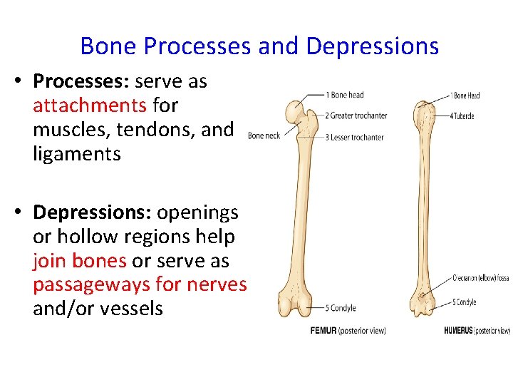 Musculoskeletal System bones muscles tendons ligaments and joints