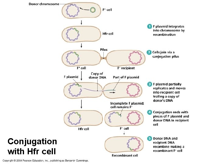 MCB 100 Introductory Microbiology March 11 2019 Chapters