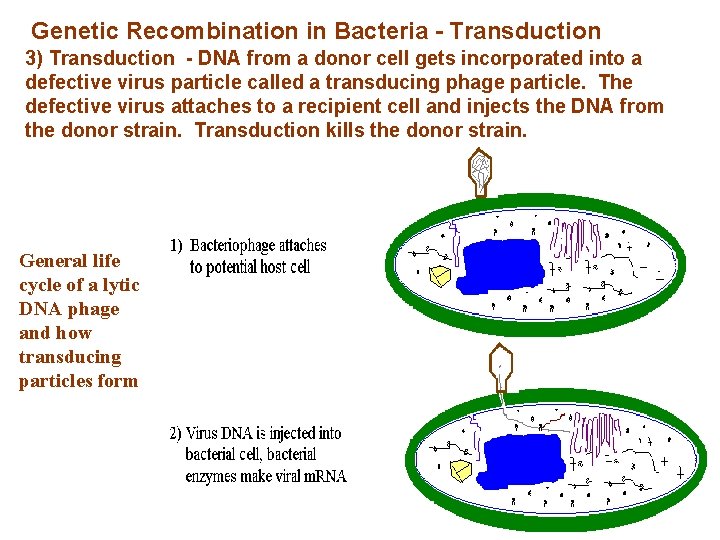 MCB 100 Introductory Microbiology March 11 2019 Chapters