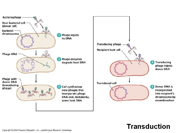 MCB 100 Introductory Microbiology March 11 2019 Chapters